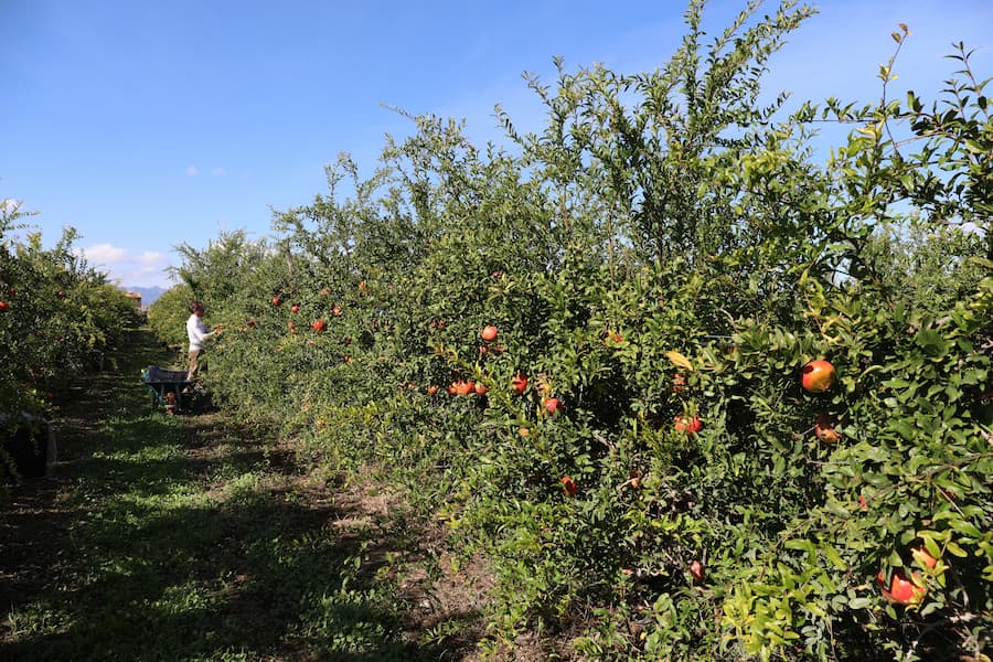 Granadas Granalma, únicas con la certificación Demeter en España