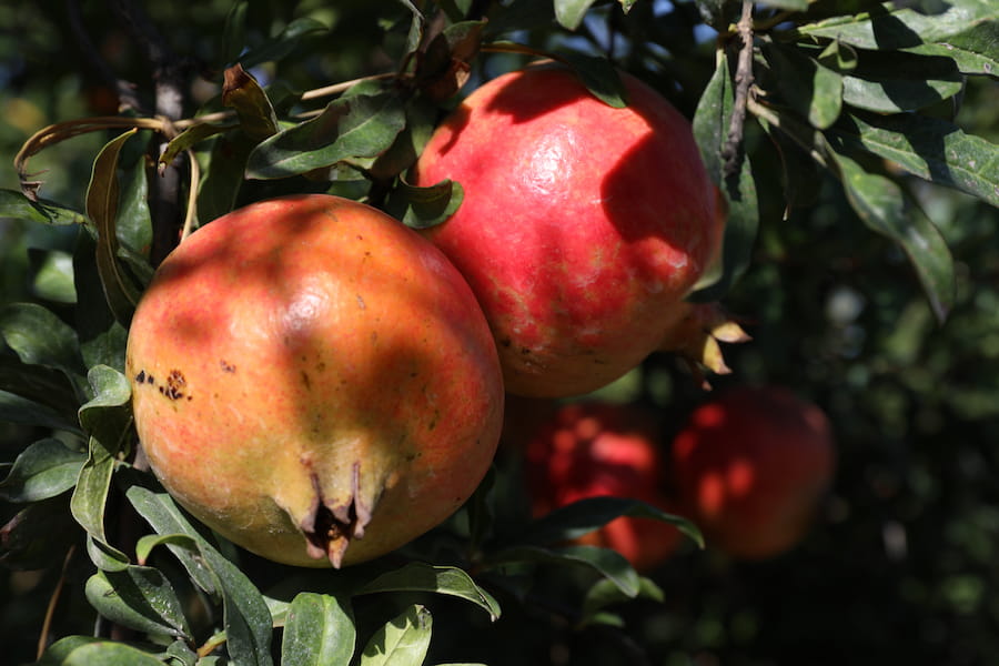 Granadas Wonderful - 24kg - GRANALMA